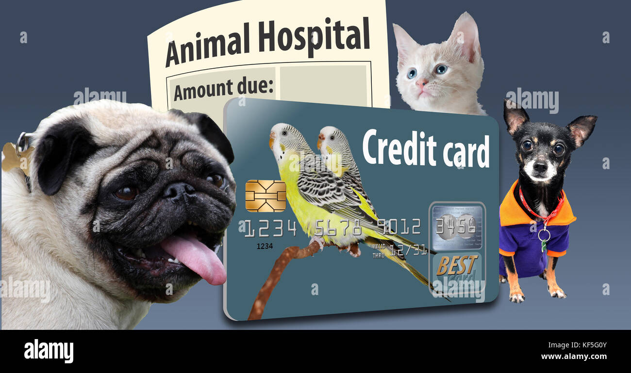 Using a credit card to pay veterinarian is illustrated here Stock Photo ...
