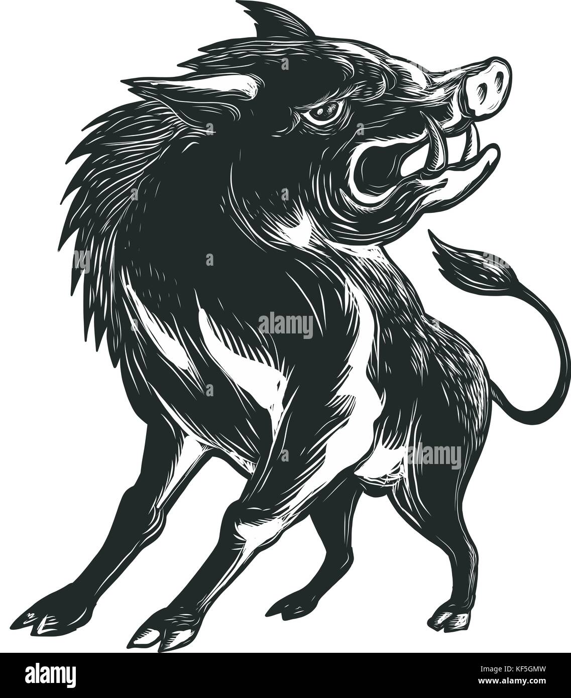 Angry razorback wild pig hog hi-res stock photography and images - Alamy