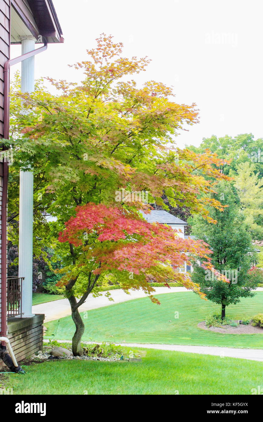 A young Maple tree turning red for the Fall in early October in a ...