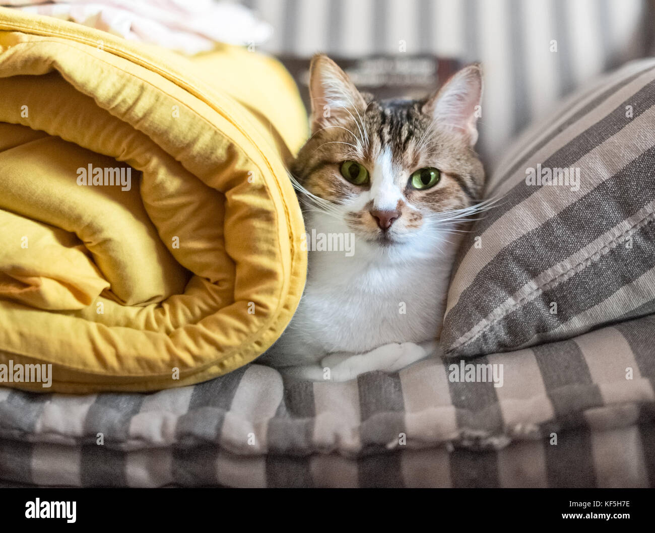 Purrr hi-res stock photography and images - Alamy
