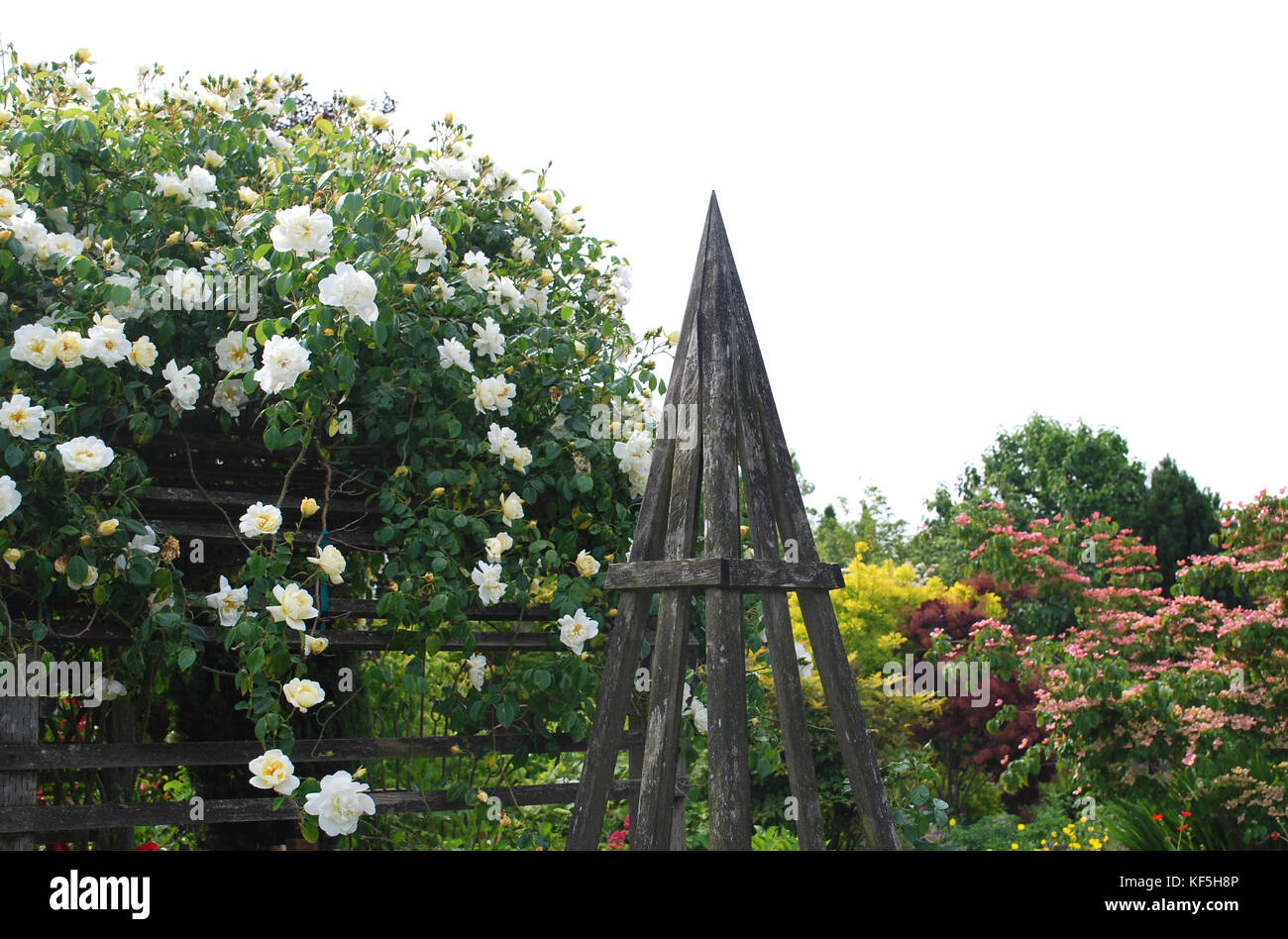 Climbing Rose in the Summer Garden Stock Photo - Alamy