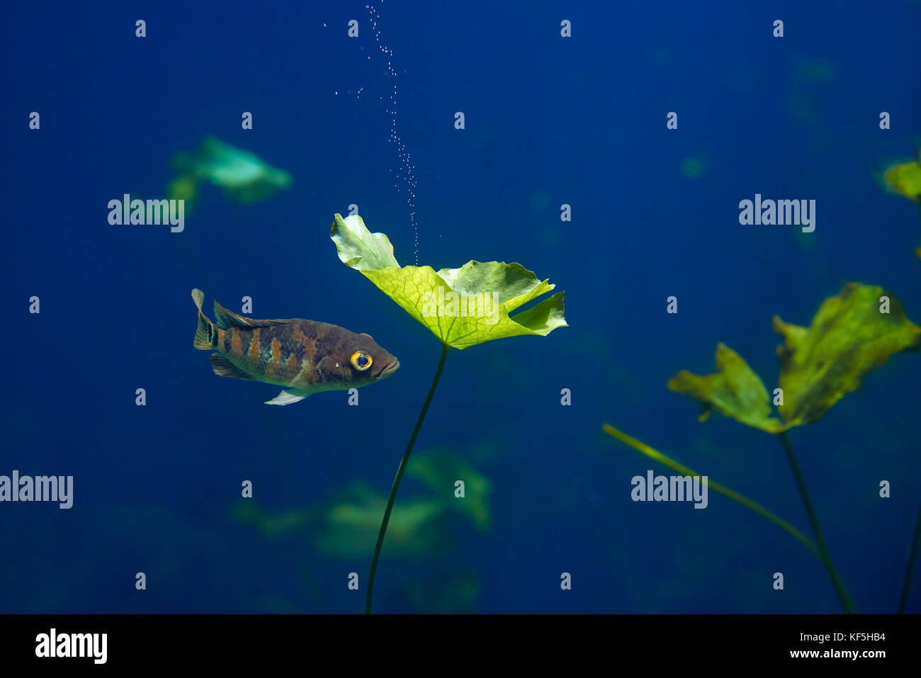 Mayan cichlid fish in Cenote sinkhole of Riviera Maya at mayan Mexico ...