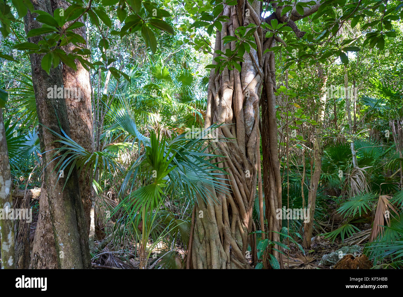 Rainforest jungle in Riviera Maya at Mayan Mexico Stock Photo - Alamy