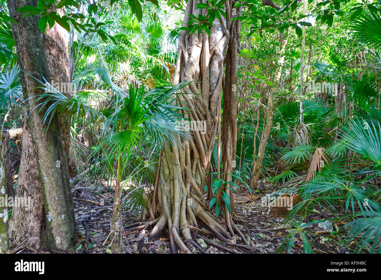 Rainforest jungle in Riviera Maya at Mayan Mexico Stock Photo - Alamy