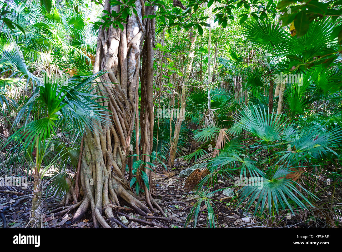 Rainforest jungle in Riviera Maya at Mayan Mexico Stock Photo - Alamy