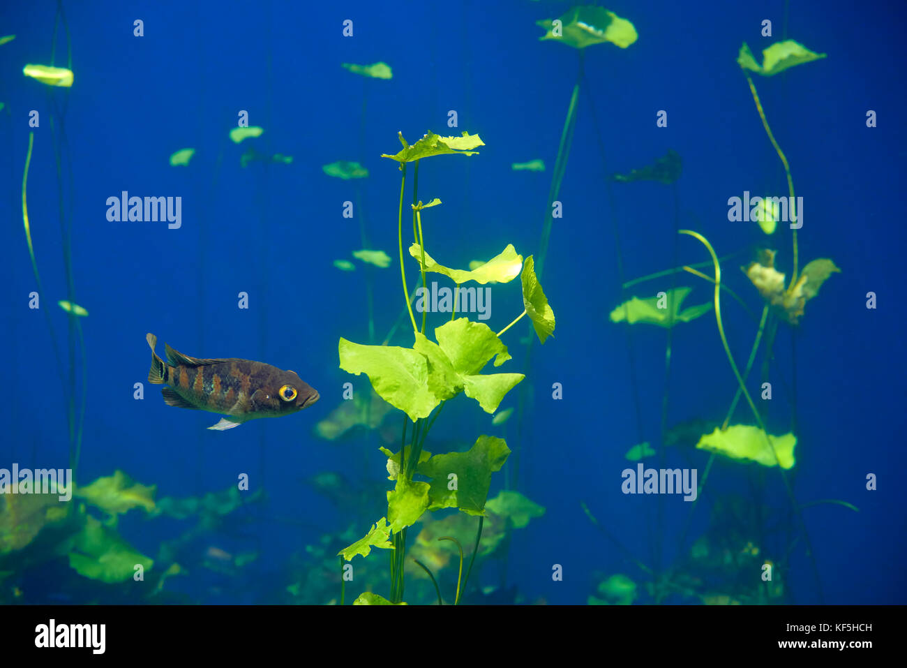 Mayan cichlid fish in Cenote sinkhole of Riviera Maya at mayan Mexico ...