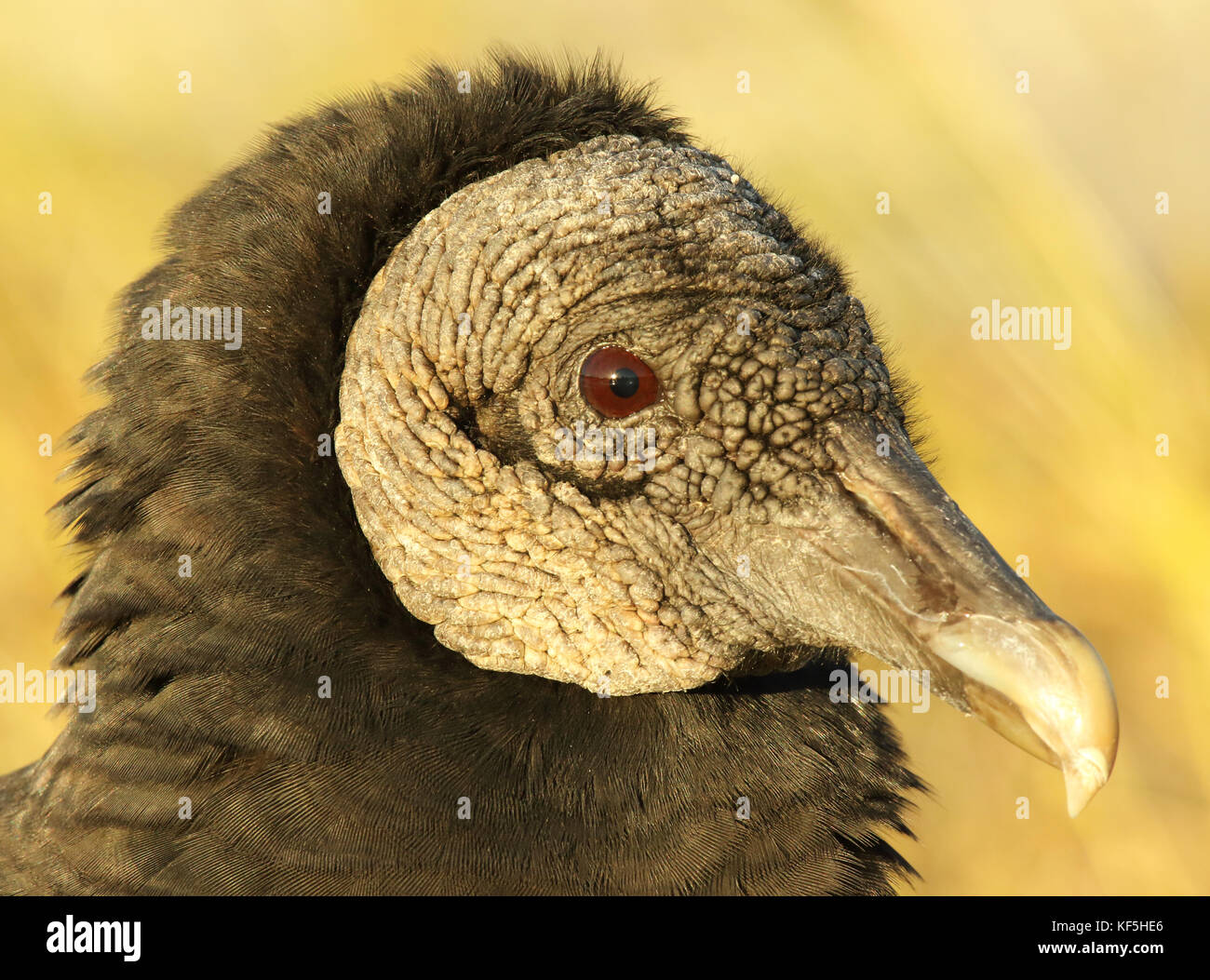 Black Vulture In Florida Everglades High Resolution Stock Photography ...