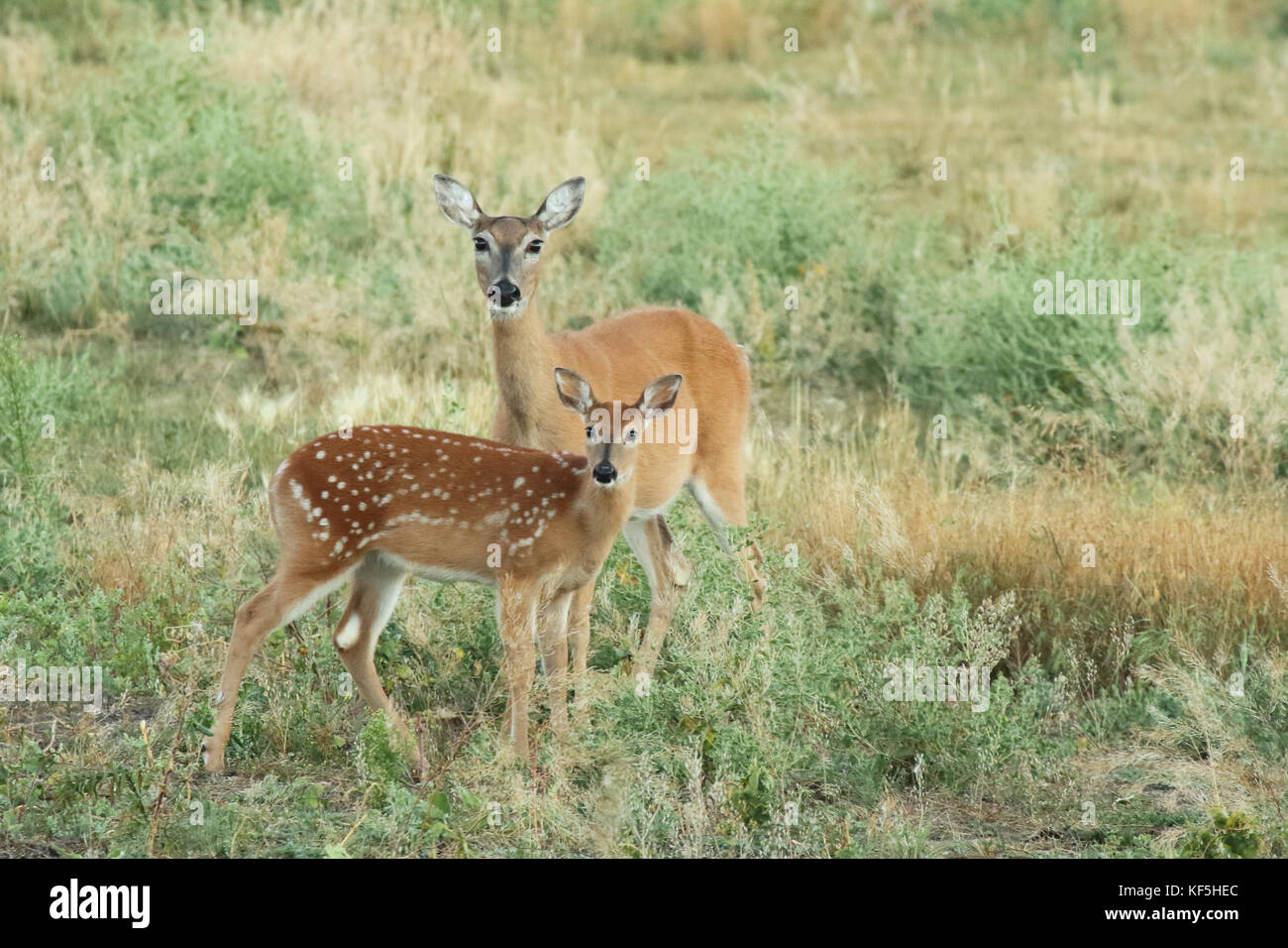 Fawn with spots hi-res stock photography and images - Alamy