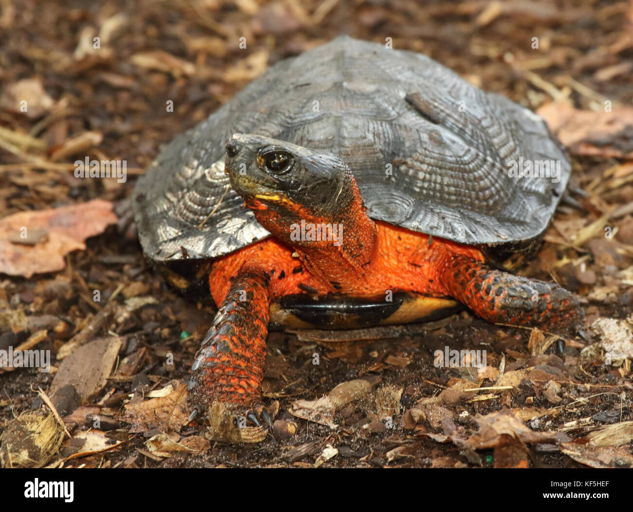 Legs akimbo hi-res stock photography and images - Alamy