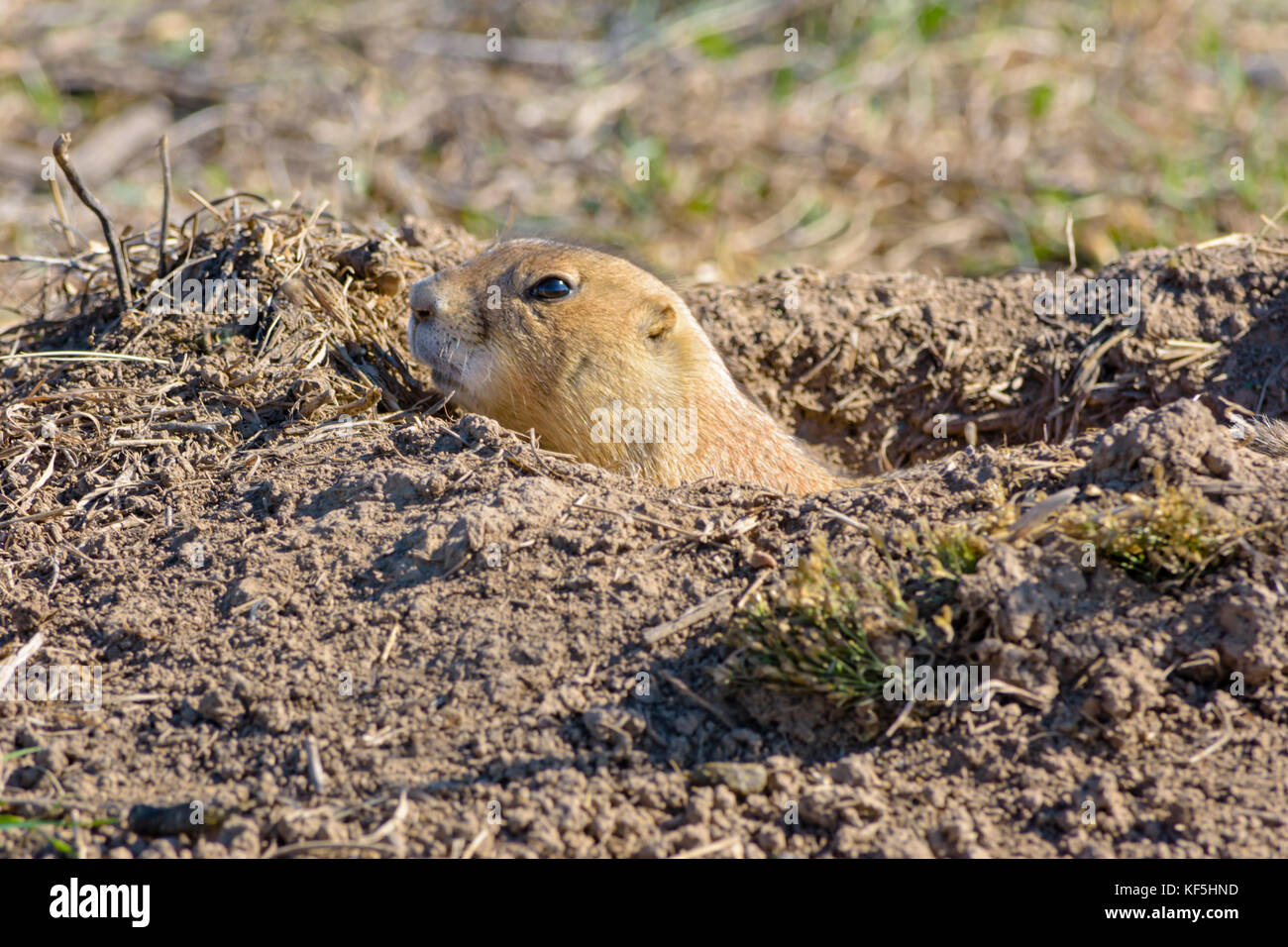 Black-tailed Prairie Dog looking out of burrow, Castle Rock Colorado US ...