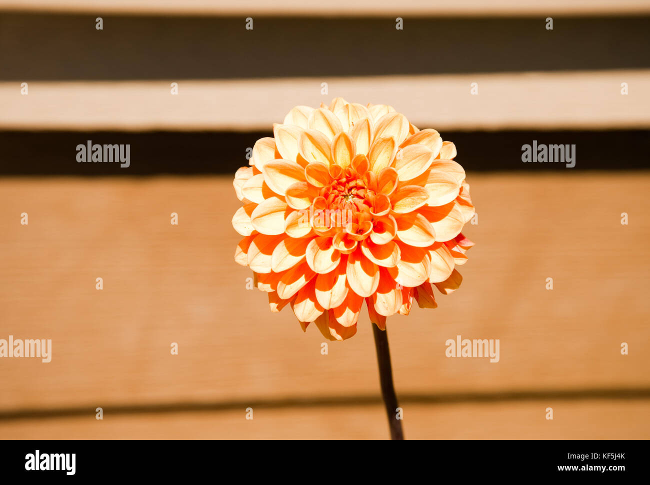 Sunlit flower in a garden Stock Photo - Alamy