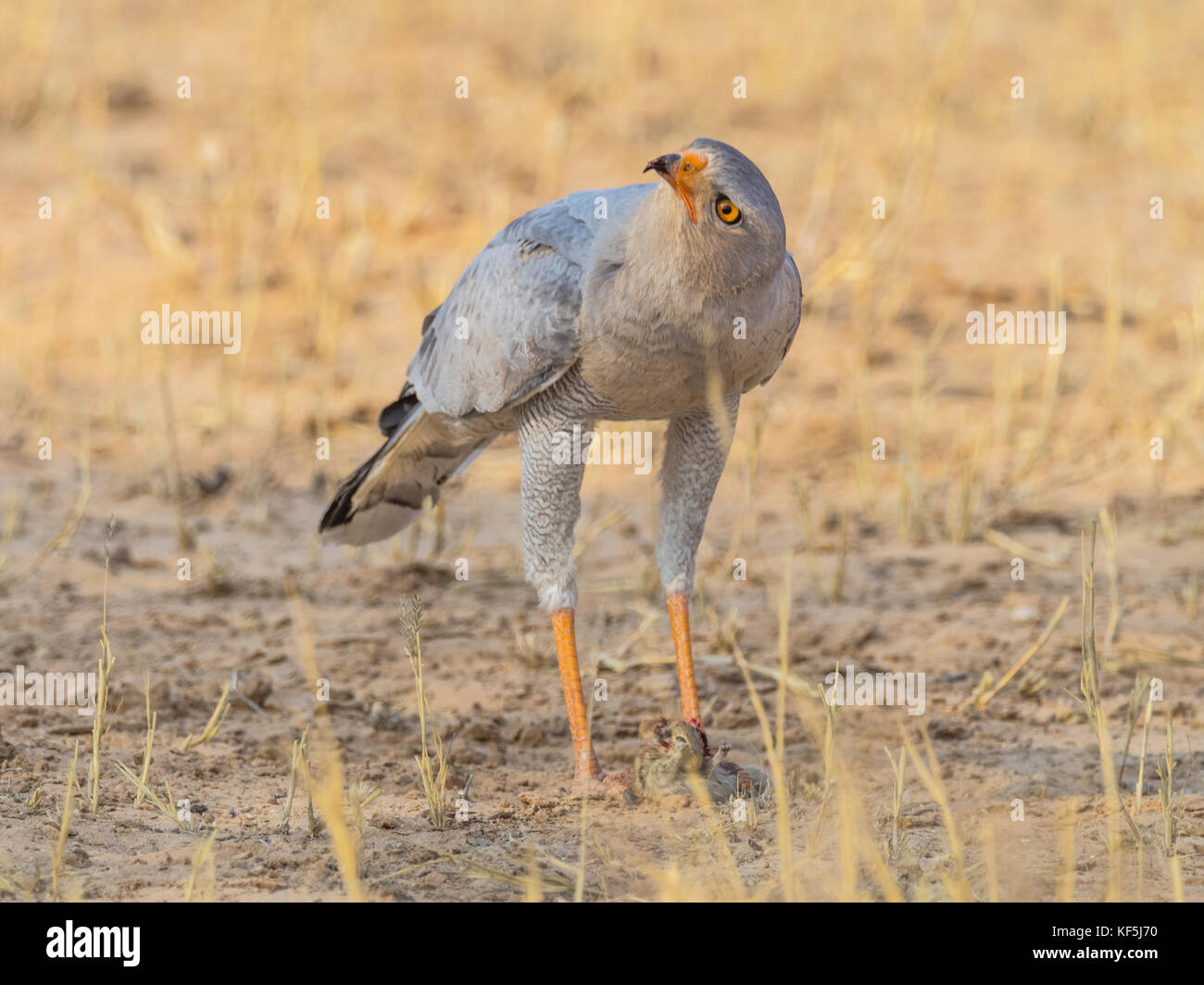 Kalahari mouse hi-res stock photography and images - Alamy