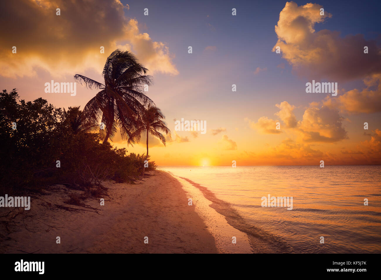 Holbox island sunset beach palm tree tropical in Mexico Stock Photo - Alamy