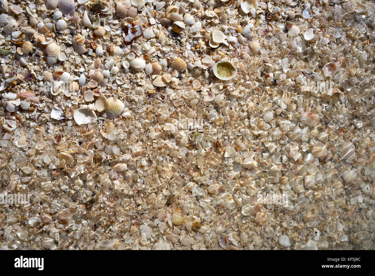 Holbox island beach shells sand texture Mexico Stock Photo - Alamy