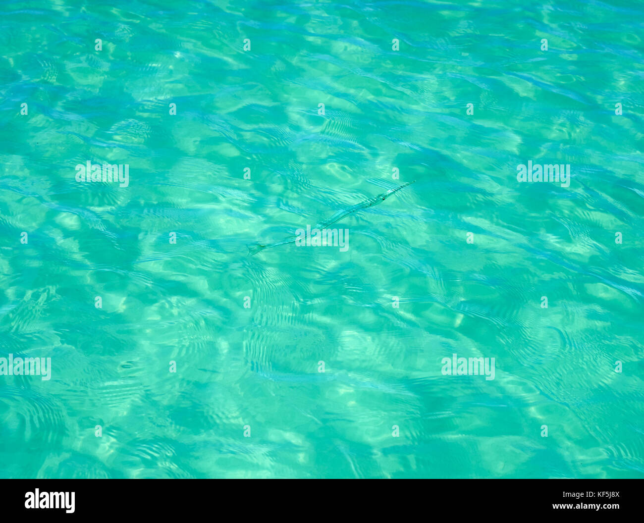 Needlefish in caribbean water beach of Mexico Stock Photo - Alamy