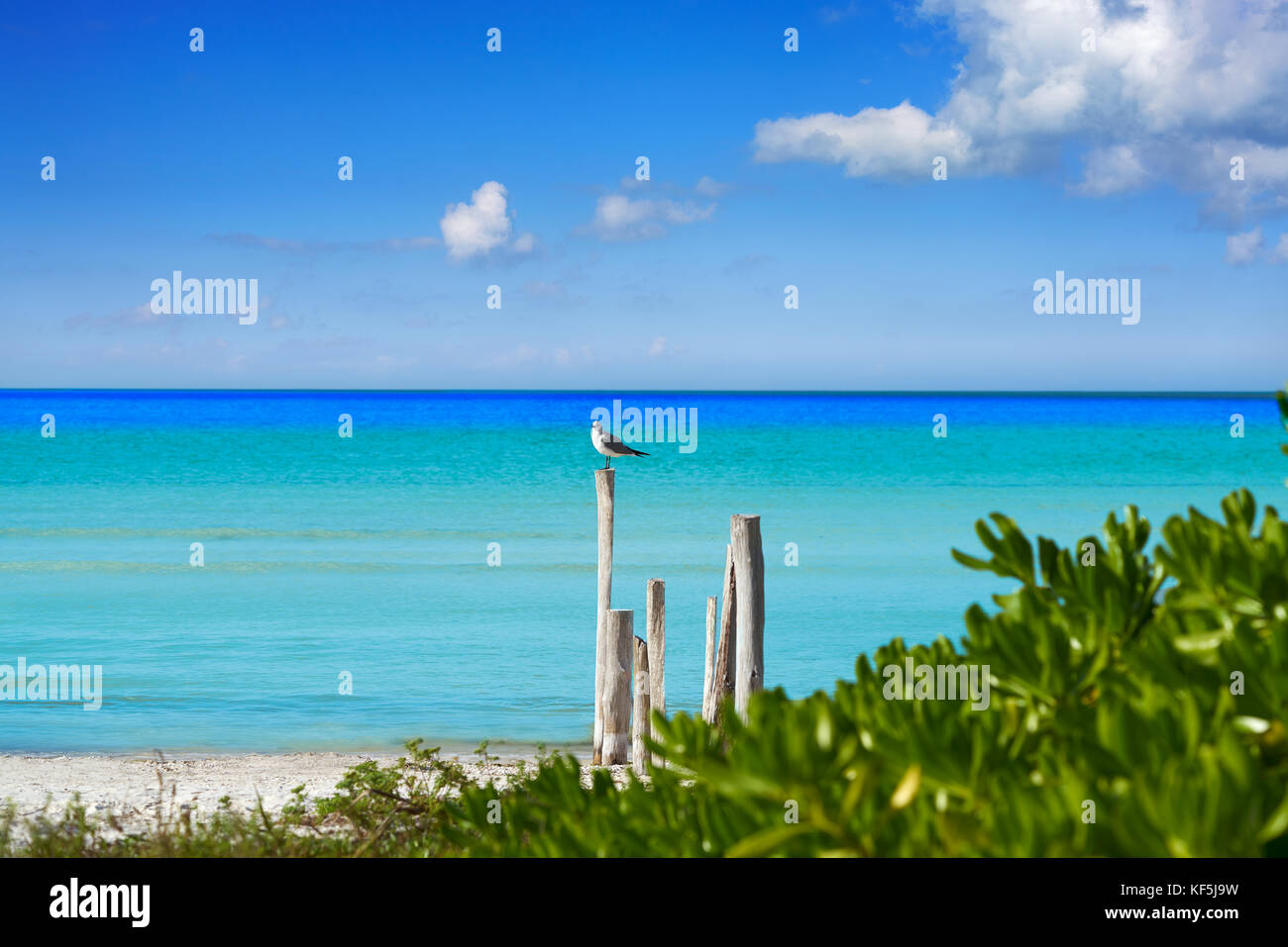 Holbox island tropical beach in Mexico Stock Photo - Alamy