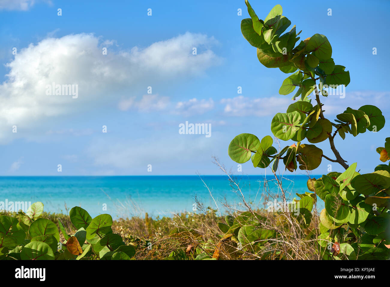 Holbox island tropical beach in Mexico Stock Photo - Alamy