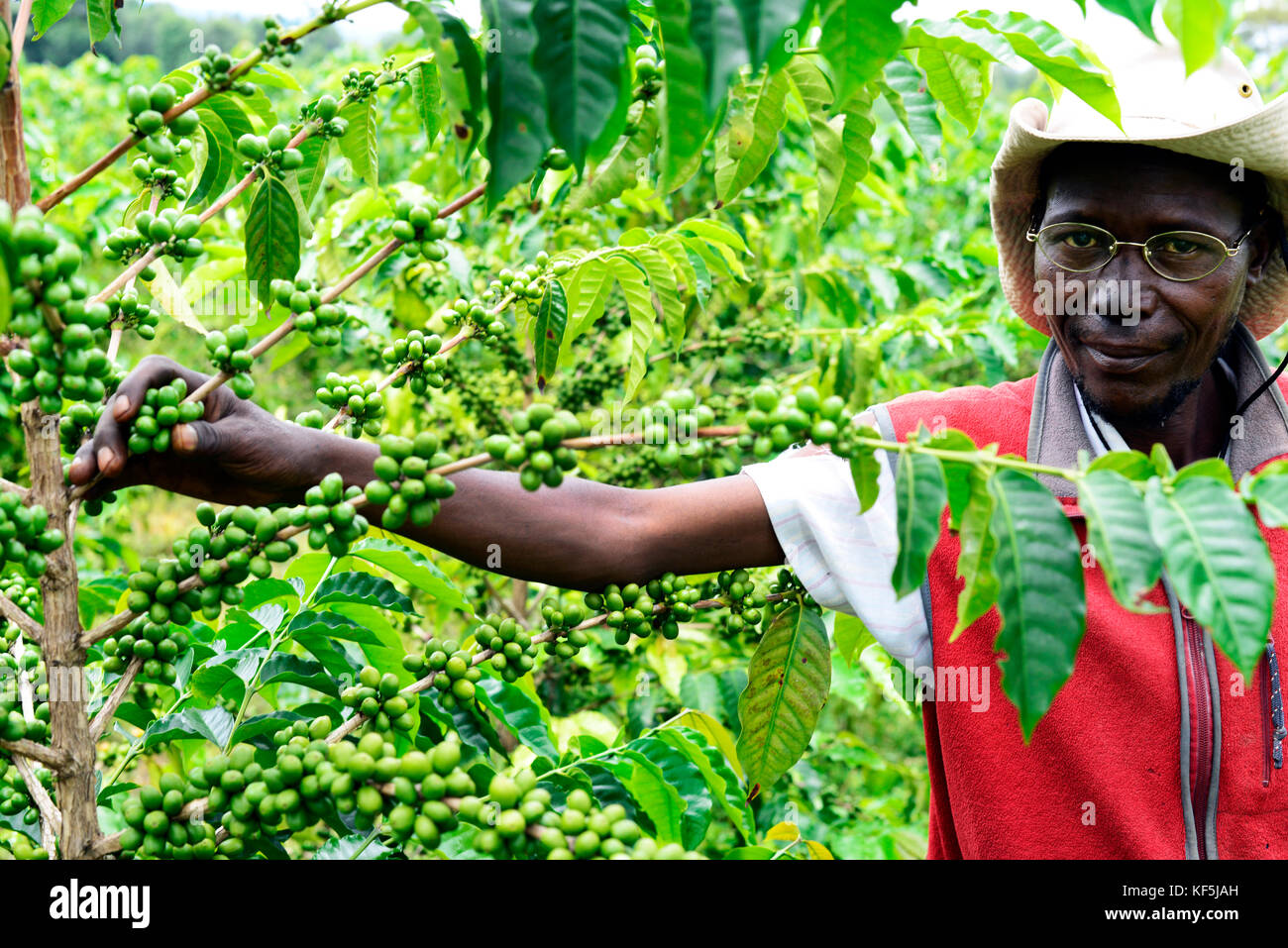 Coffee Plantation Africa