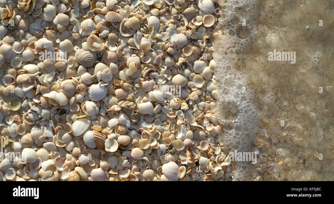 Maya sea shells hi-res stock photography and images - Alamy