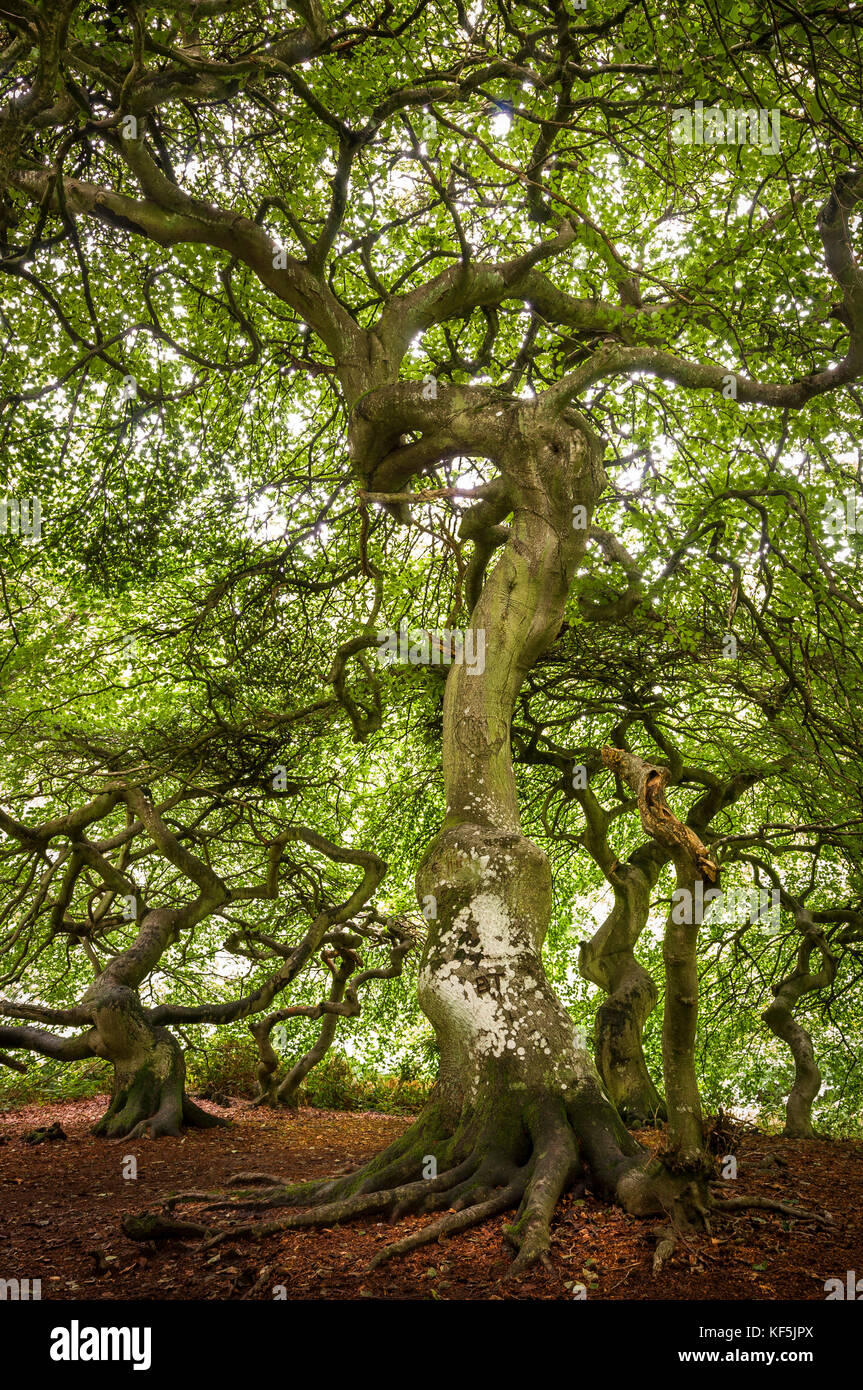 Dwarf beech tree hi-res stock photography and images - Alamy