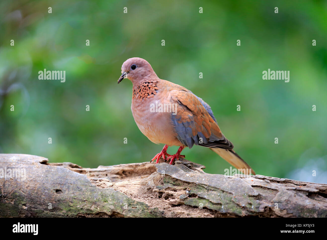 Laughing dove (Streptopelia senegalensis), captive, adult on tree Stock ...