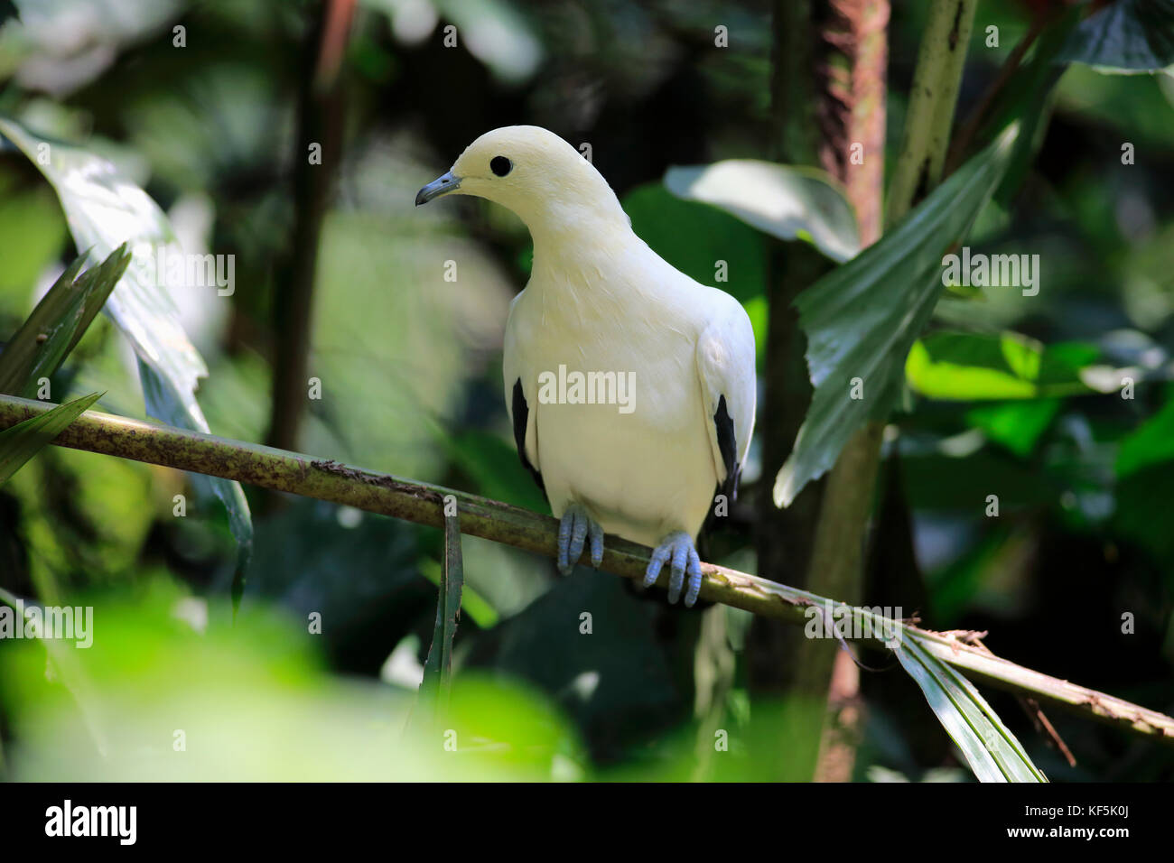 Pied Imperial Pigeon (Ducula bicolor), adult, sitting in a tree ...