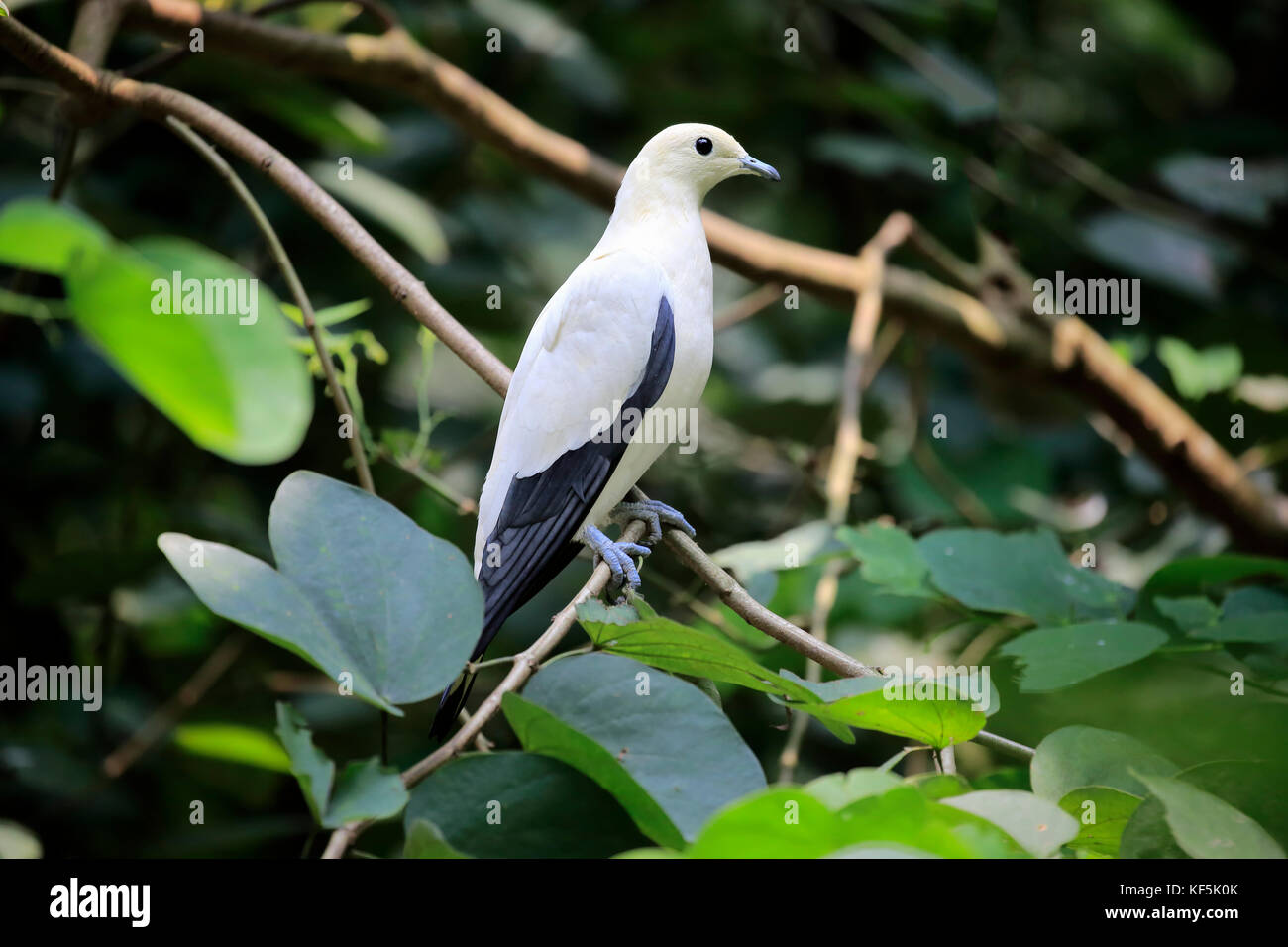 Pied Imperial Pigeon (Ducula bicolor), adult, sitting in a tree ...