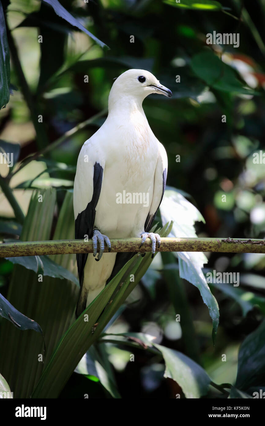 Pied Imperial Pigeon (Ducula bicolor), adult, sitting in a tree ...
