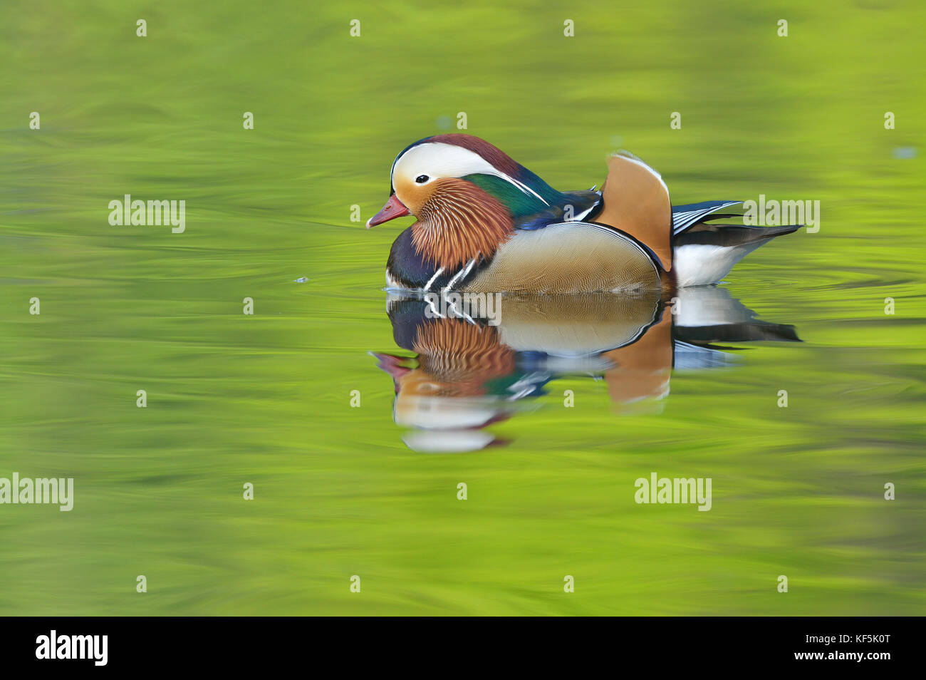 Mandarin duck (Aix galericulata), male swims in the pond, Stadtpark ...