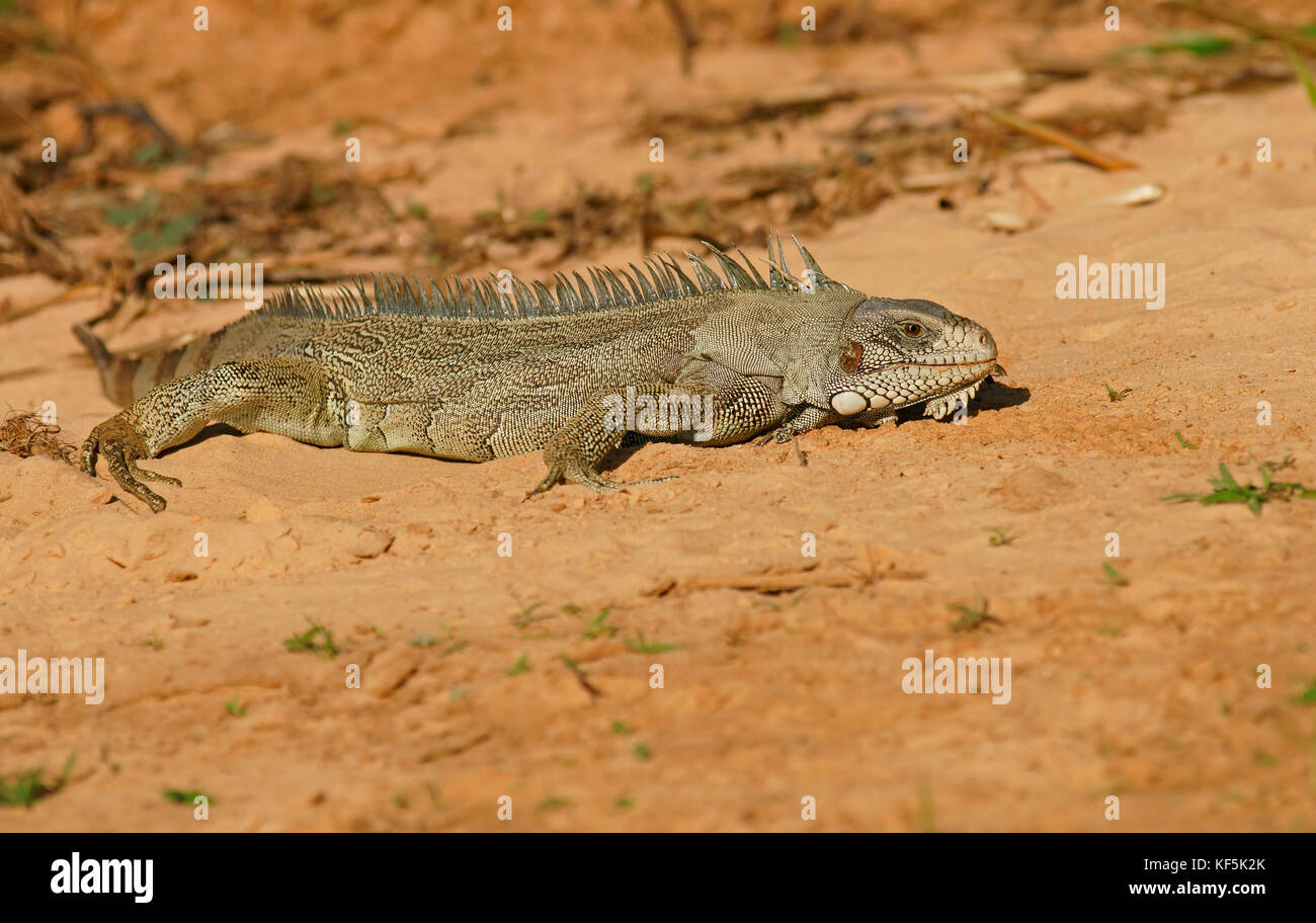 Green iguana (Iguana iguana) on sandy soil, Pantanal, Brazil Stock ...