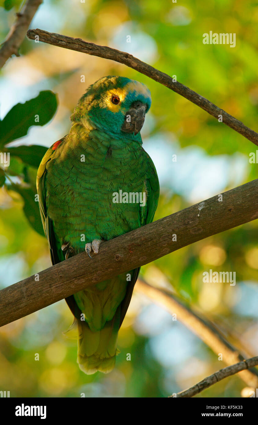 Blue-fronted amazon (Amazona aestiva) sits in a tree, Pantanal, Brazil ...