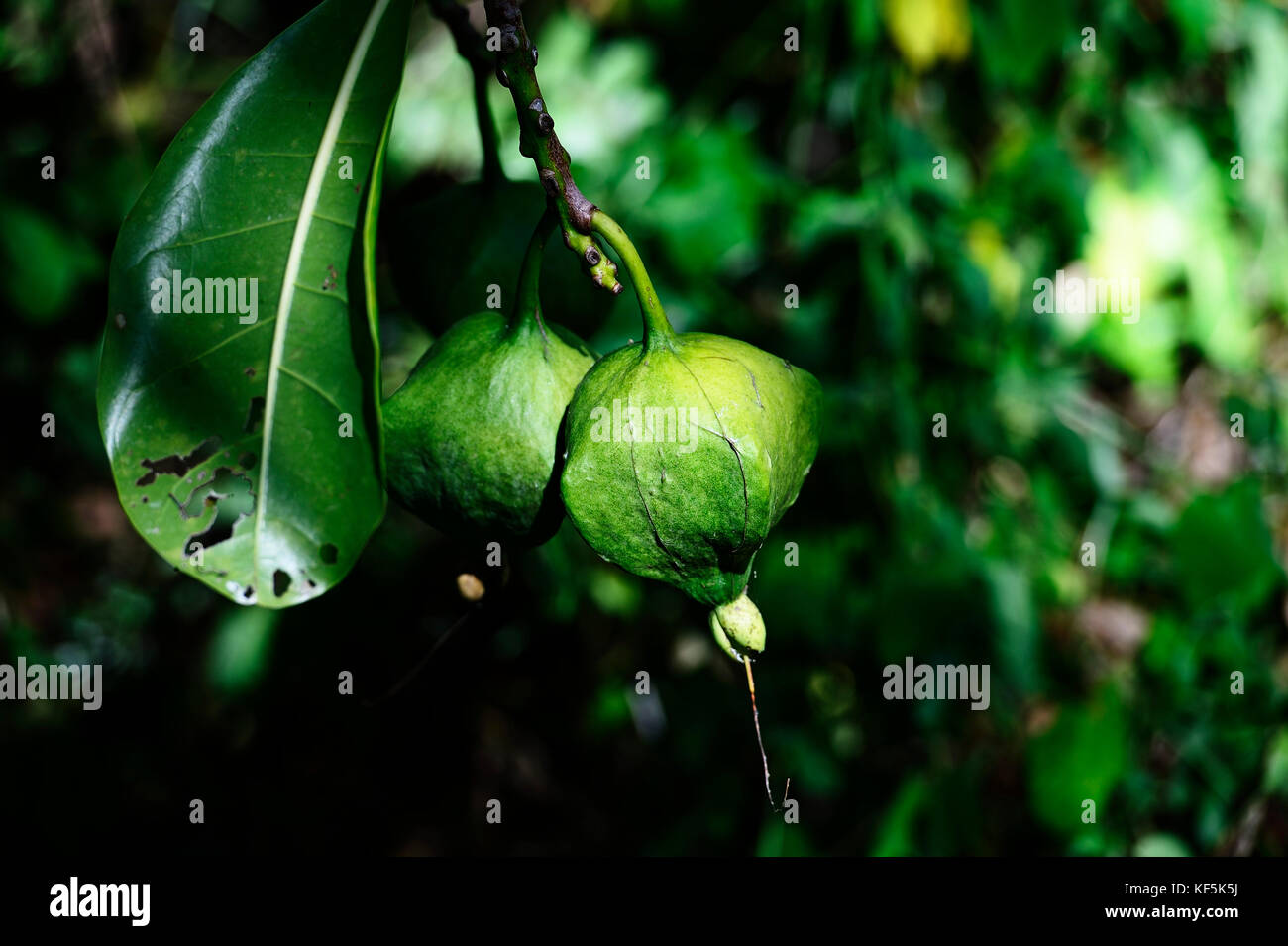 Atiu island hi-res stock photography and images - Alamy