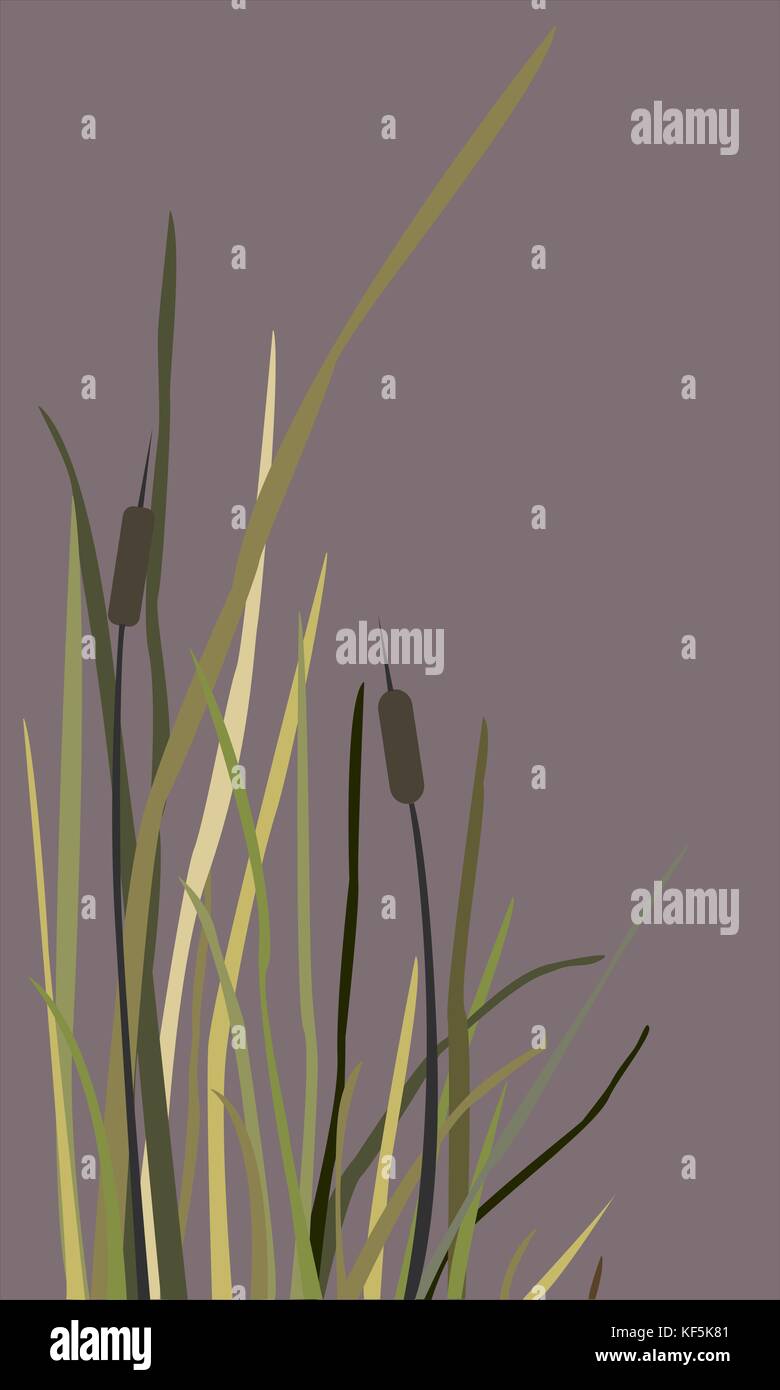 Bush of Swamp Reed on a Lake. vector Illustration Stock Vector Image ...