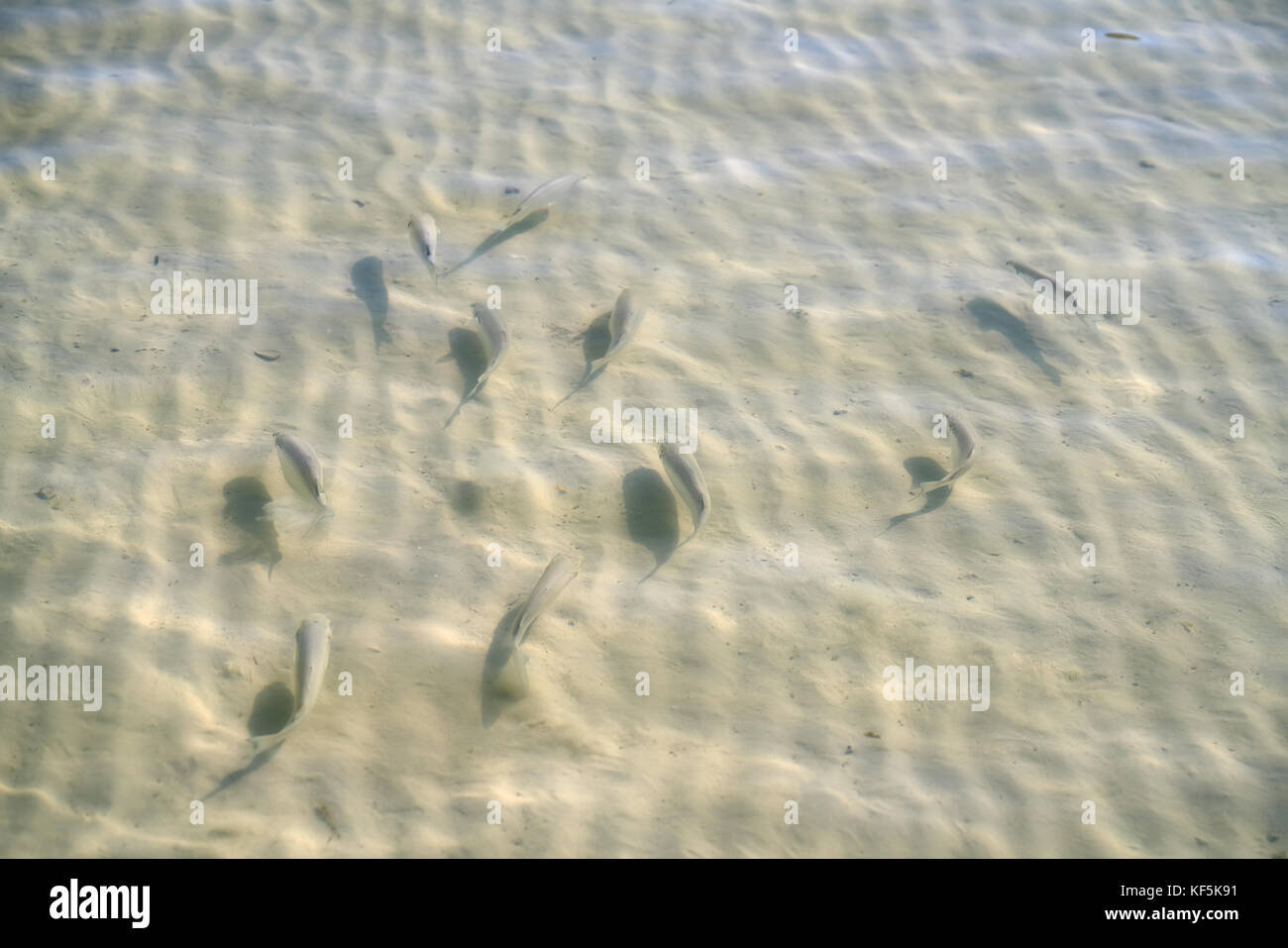 Caribbean transparent water beach fish school in shallow white sand ...