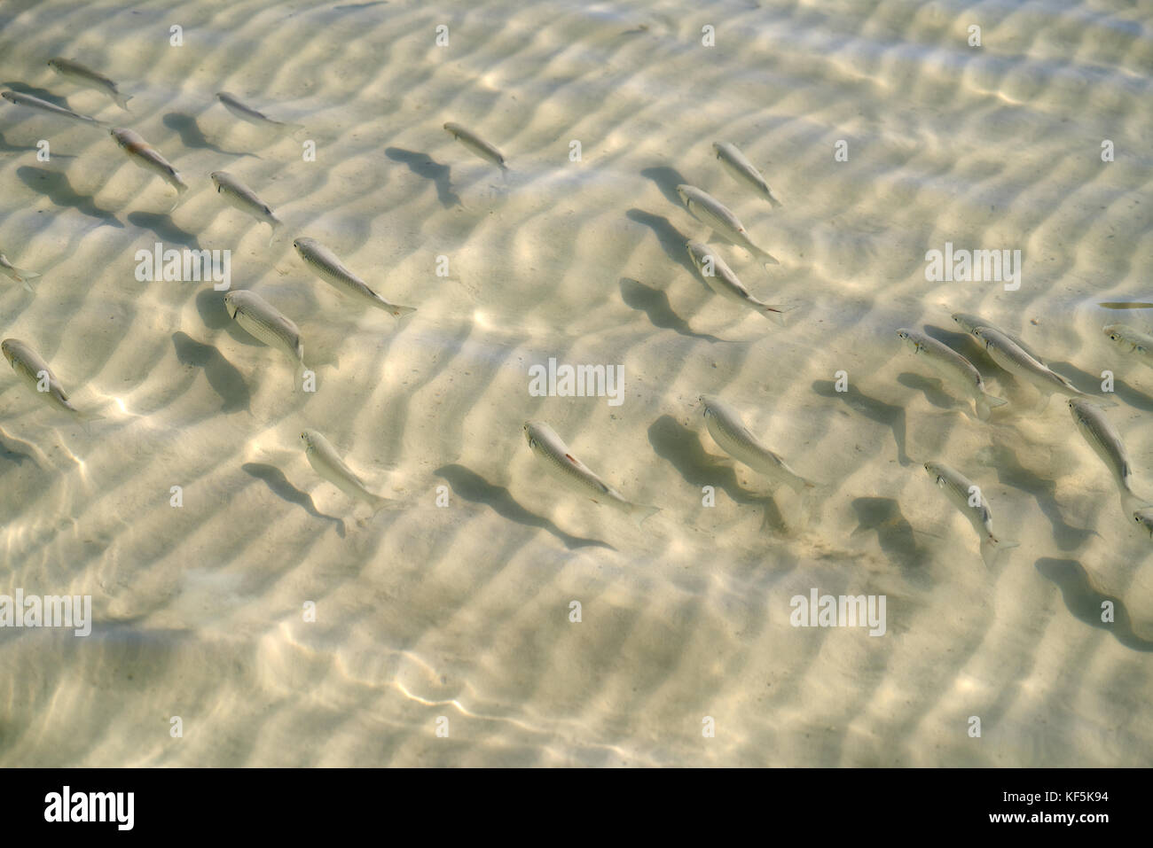 Caribbean transparent water beach fish school in shallow white sand ...
