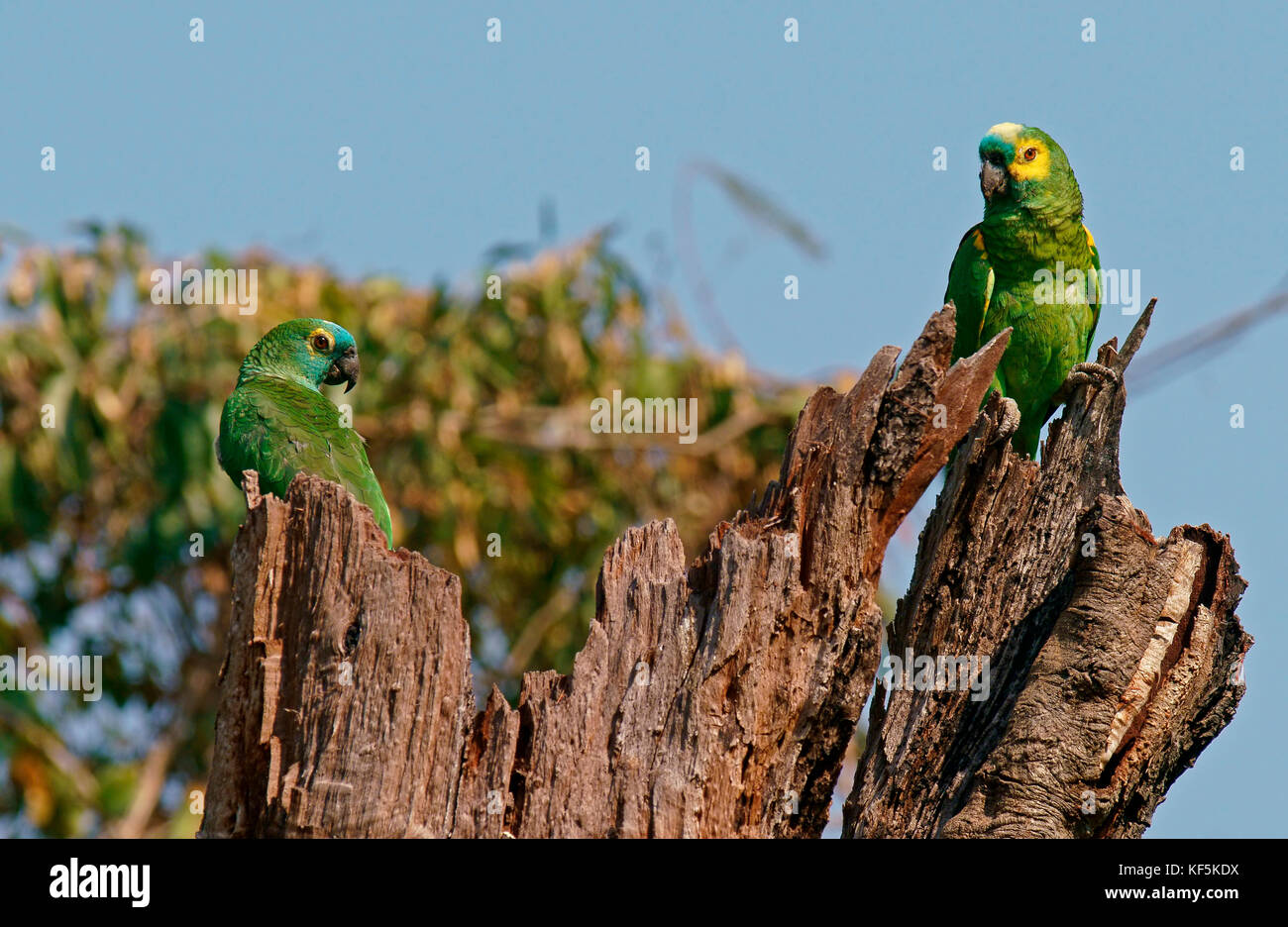 Blue-fronted amazon, Blue-fronted amazon (Amazona aestiva), Pantanal ...