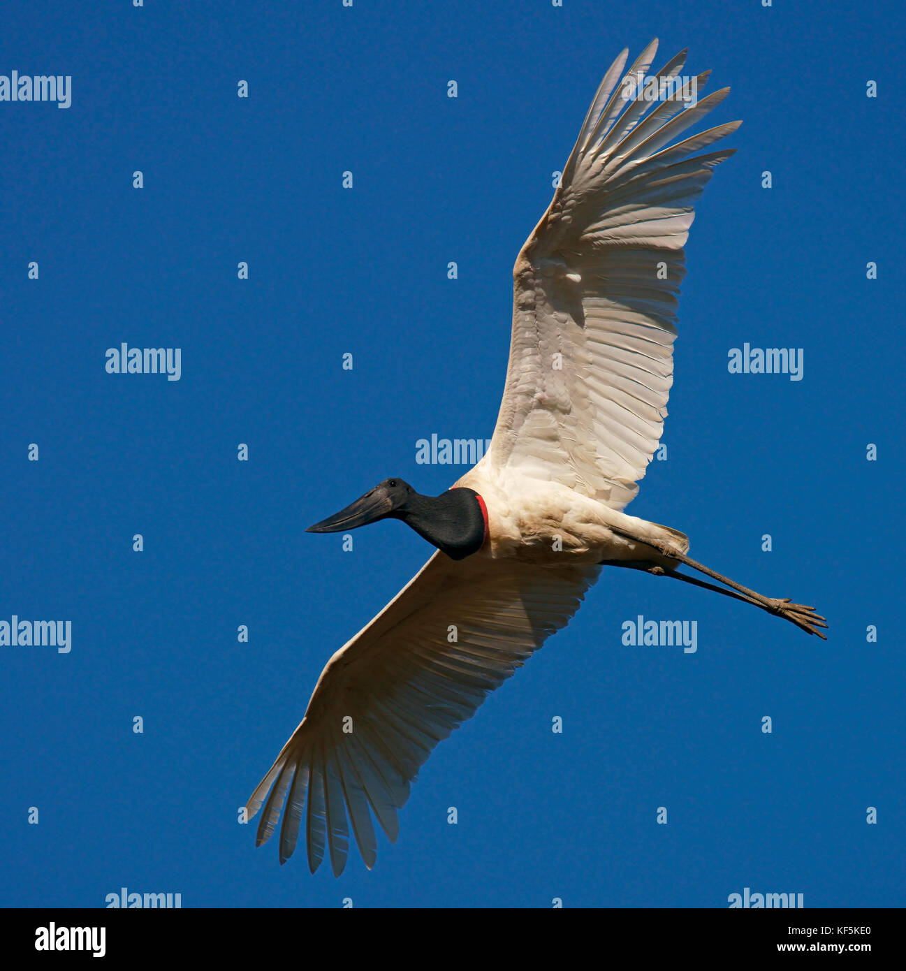Jabiru (Jabiru mycteria) in flight, blue sky, Pantanal, Mato Grosso ...