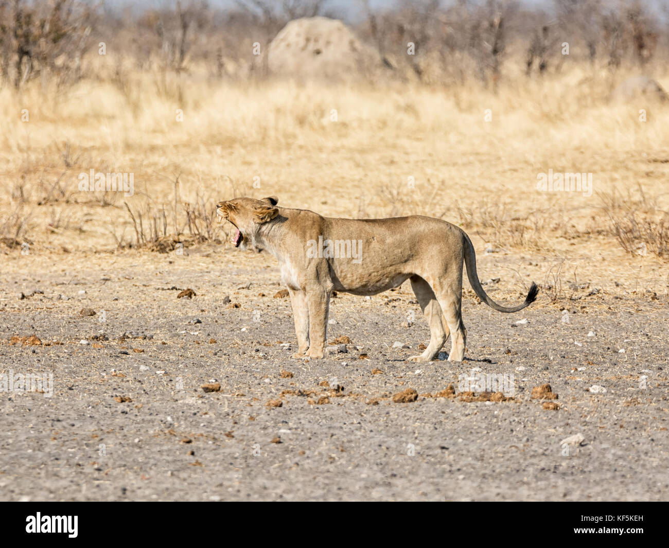 A Lioness walking in the Namibian savanna Stock Photo - Alamy