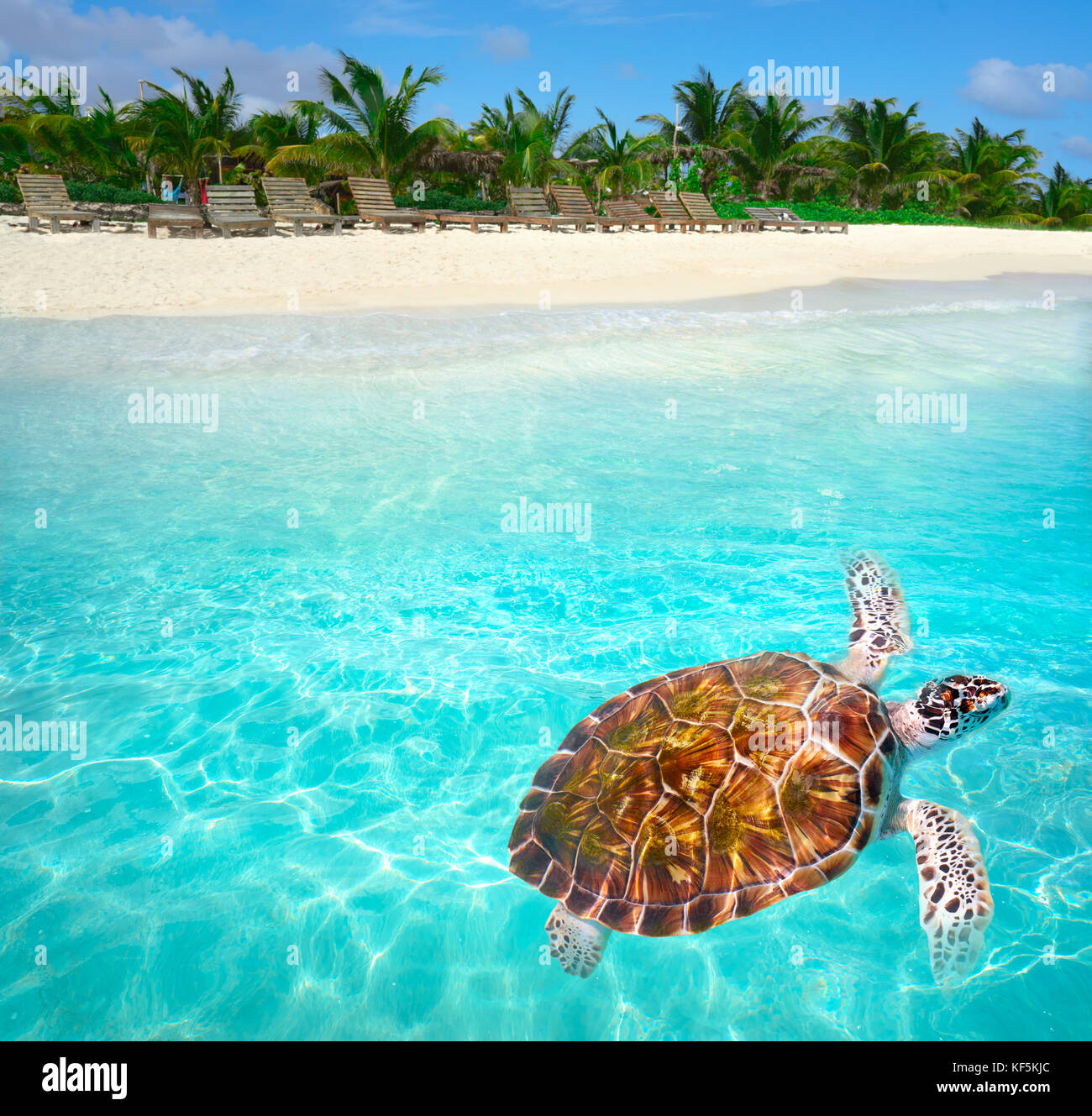 Mahahual Caribbean beach turtle photomount in Costa Maya of Mexico ...