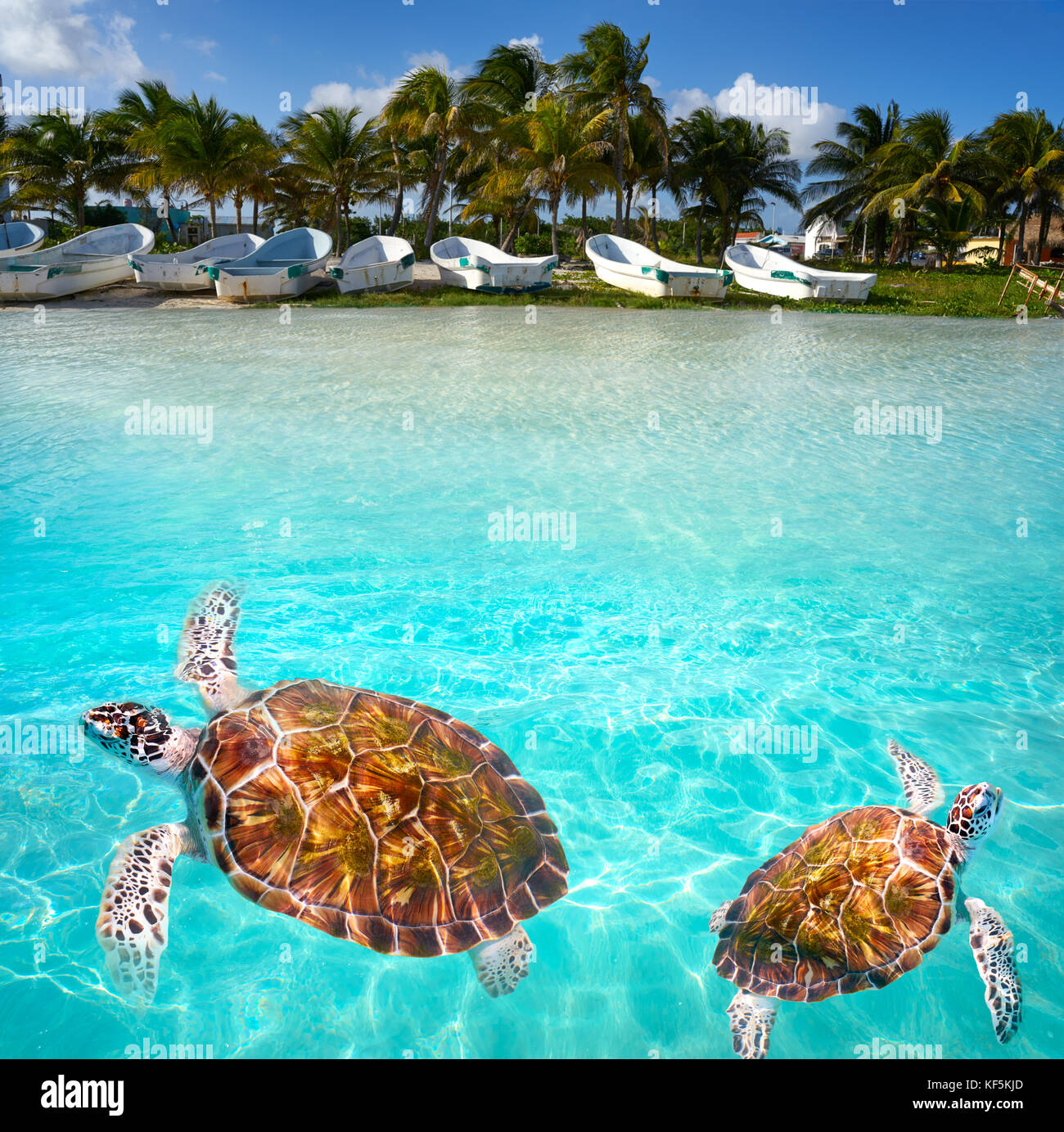 Mahahual Caribbean beach turtle photomount in Costa Maya of Mexico ...