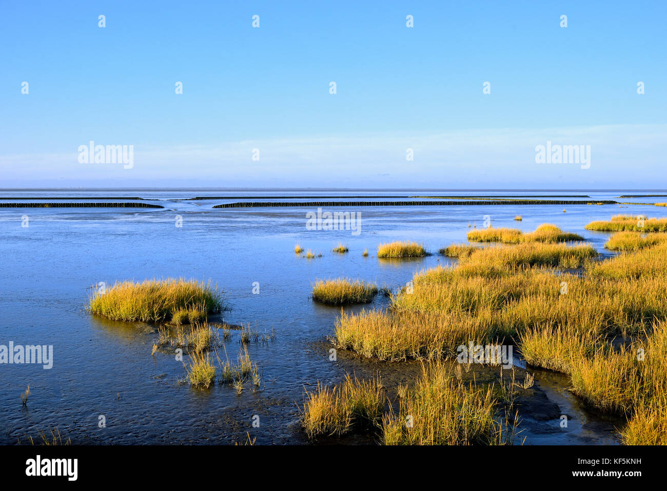 Beach plants, pioneer plants for coastal fortification, Norddeich ...
