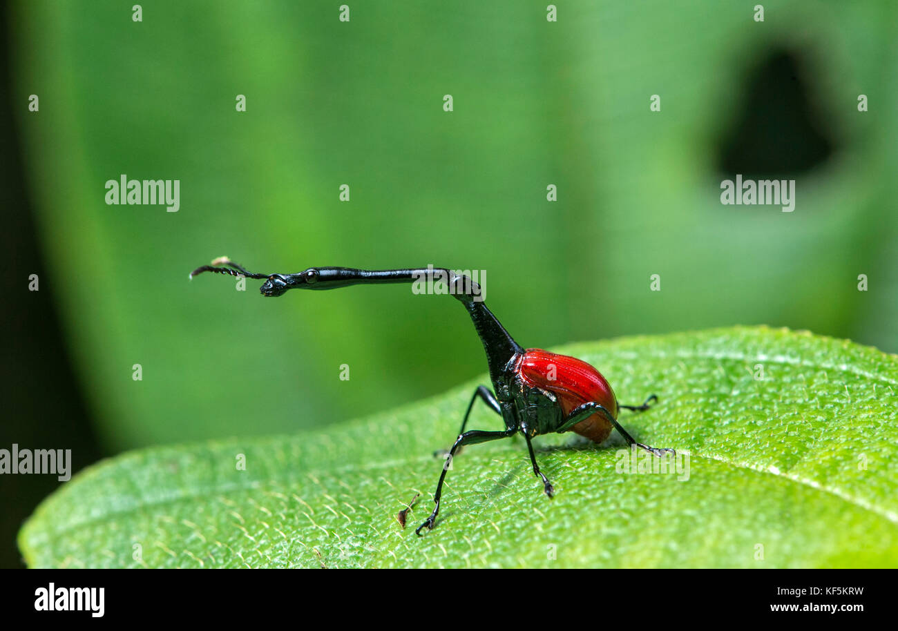 Giraffe weevils (Trachelophorus giraffa), male sitting on leaf ...