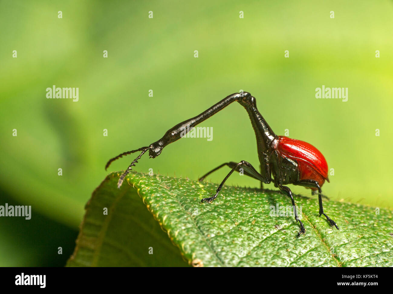 Giraffe weevils (Trachelophorus giraffa), male sitting on leaf ...