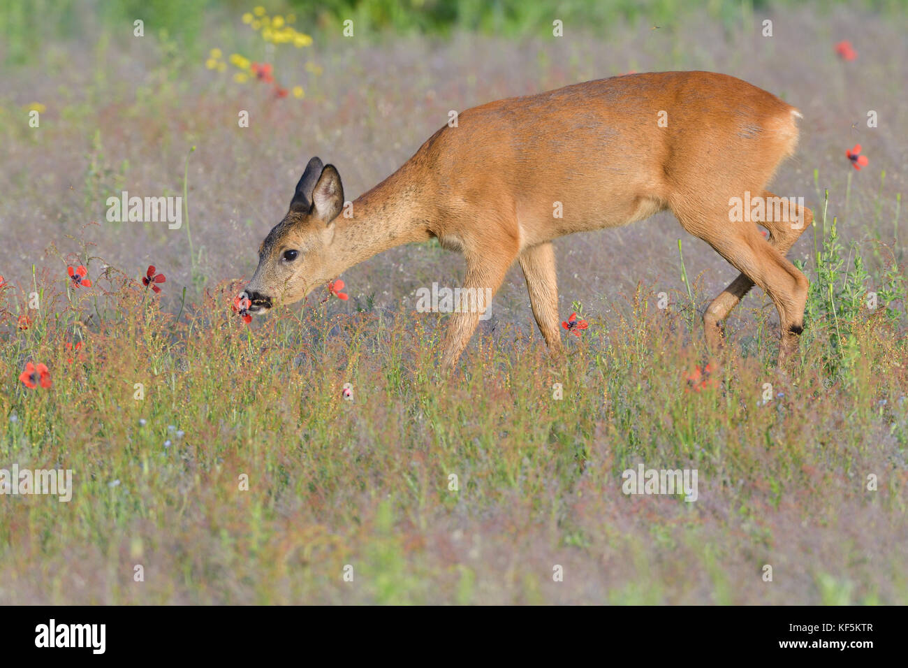 European roe deer (Capreolus capreolus) in the field, Biosphere Reserve ...