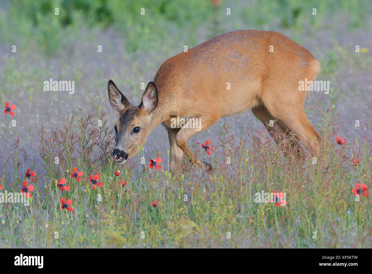 European roe deer (Capreolus capreolus) in the field, Biosphere Reserve ...