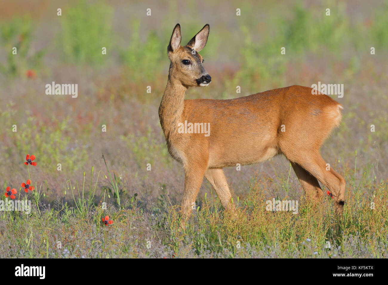 European roe deer (Capreolus capreolus) in a meadow, Biosphere Reserve ...