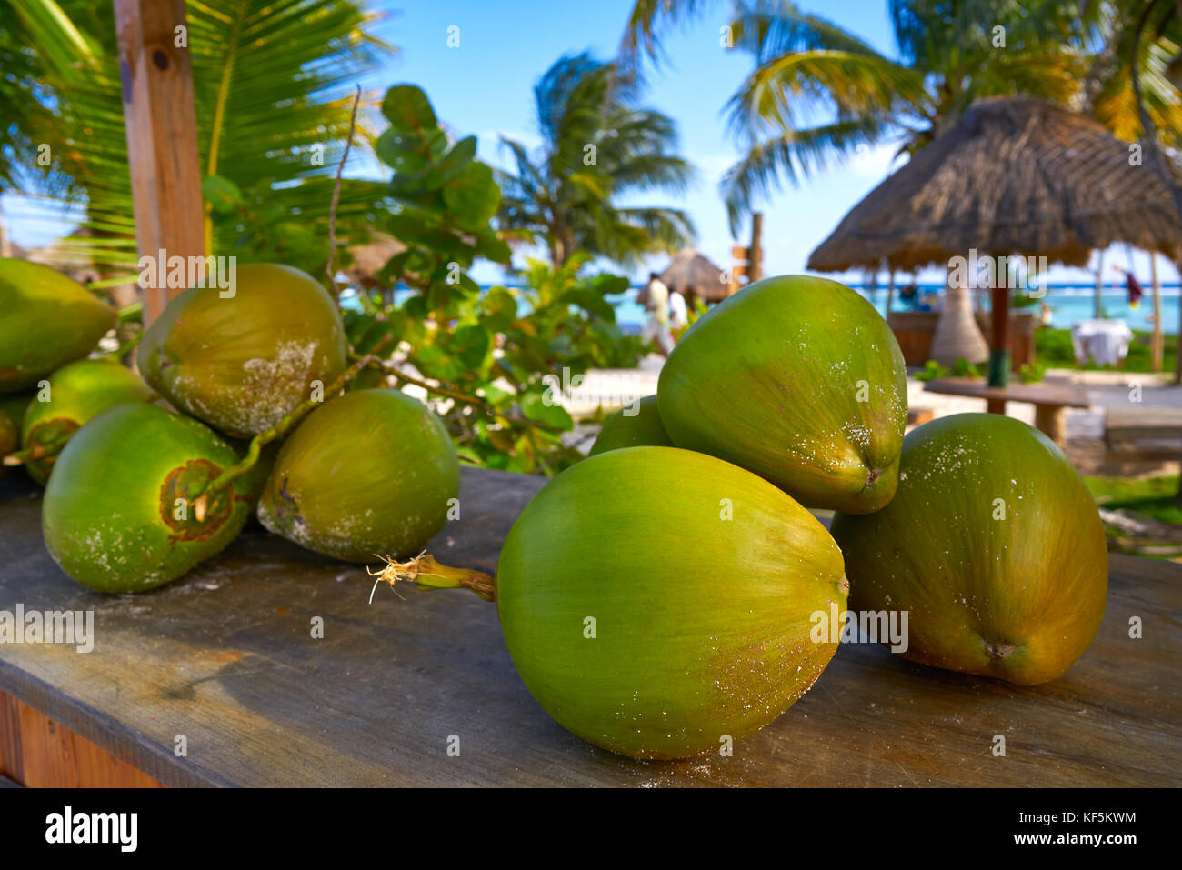 caribbean coconut fruits in Mayan Riviera of Mexico Stock Photo - Alamy