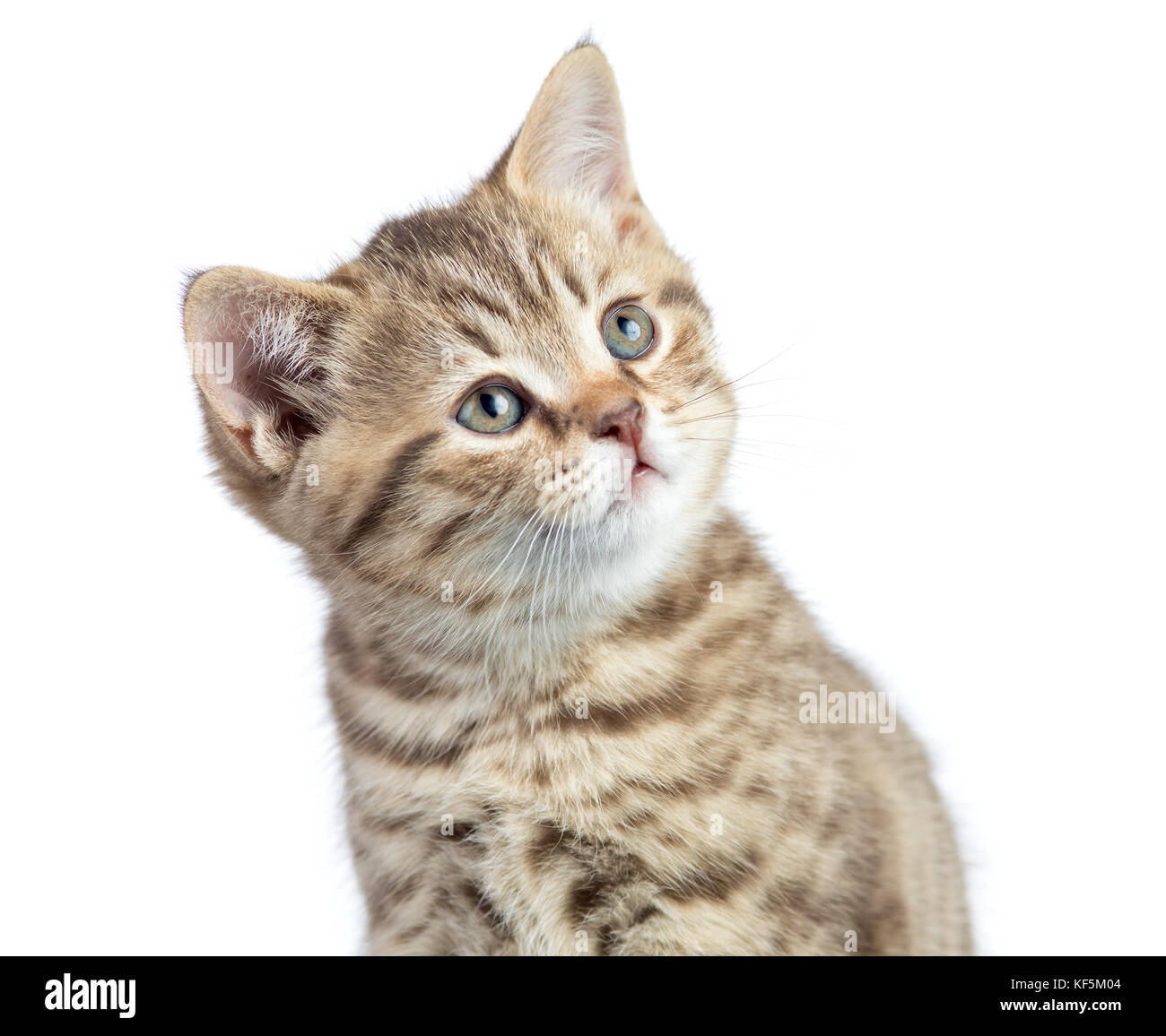 Cute orange cat mouth open hi-res stock photography and images - Alamy