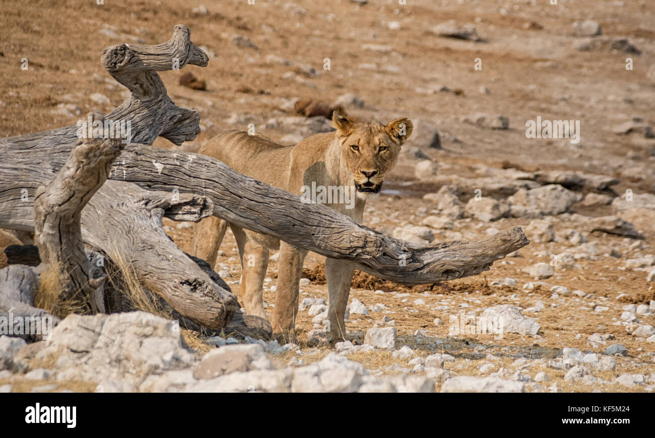 A Lioness standing behind a dead tree trunk in the Namibian savanna ...