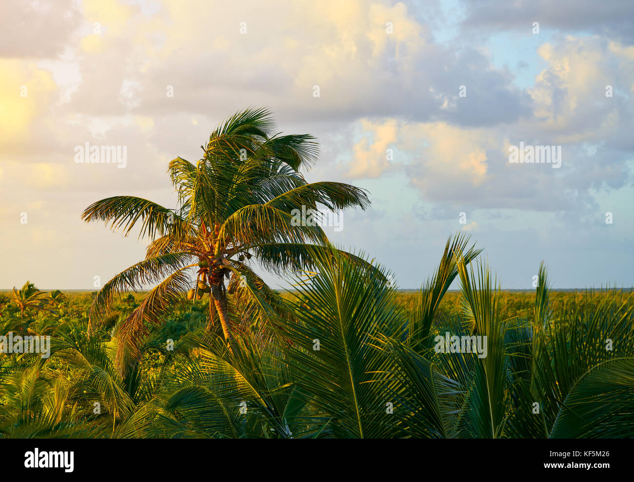 Mahahual Caribbean palm trees jungle in Costa Maya of Mayan Mexico ...